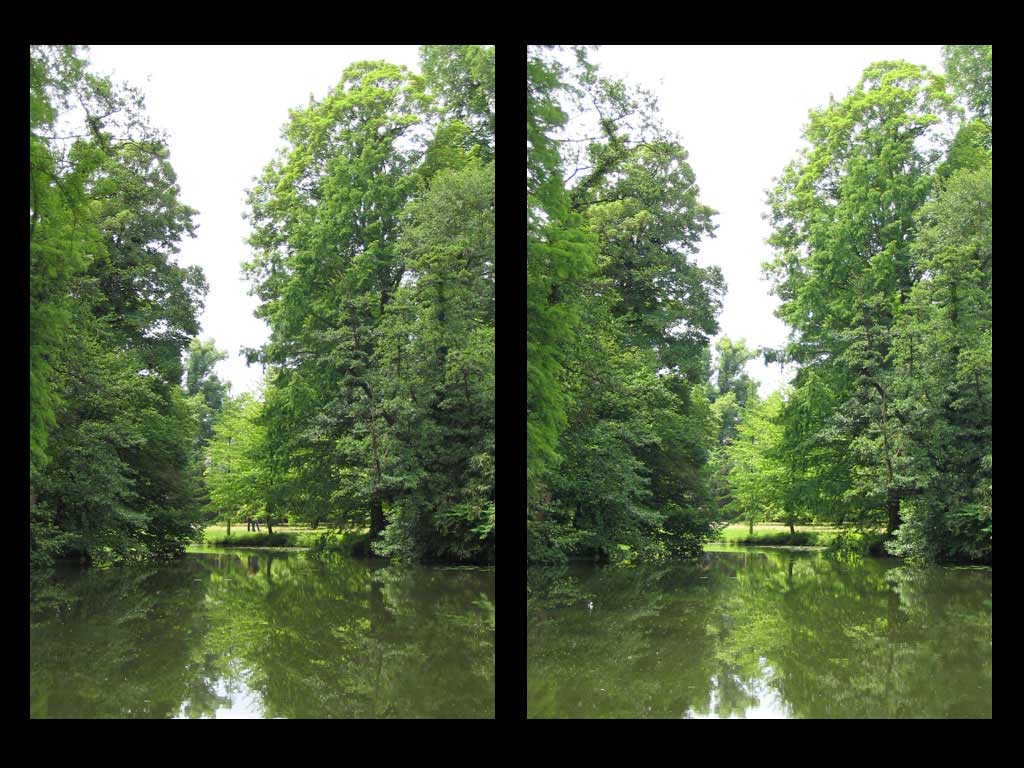 Stereobilder - Bäume im Botanischen Garten